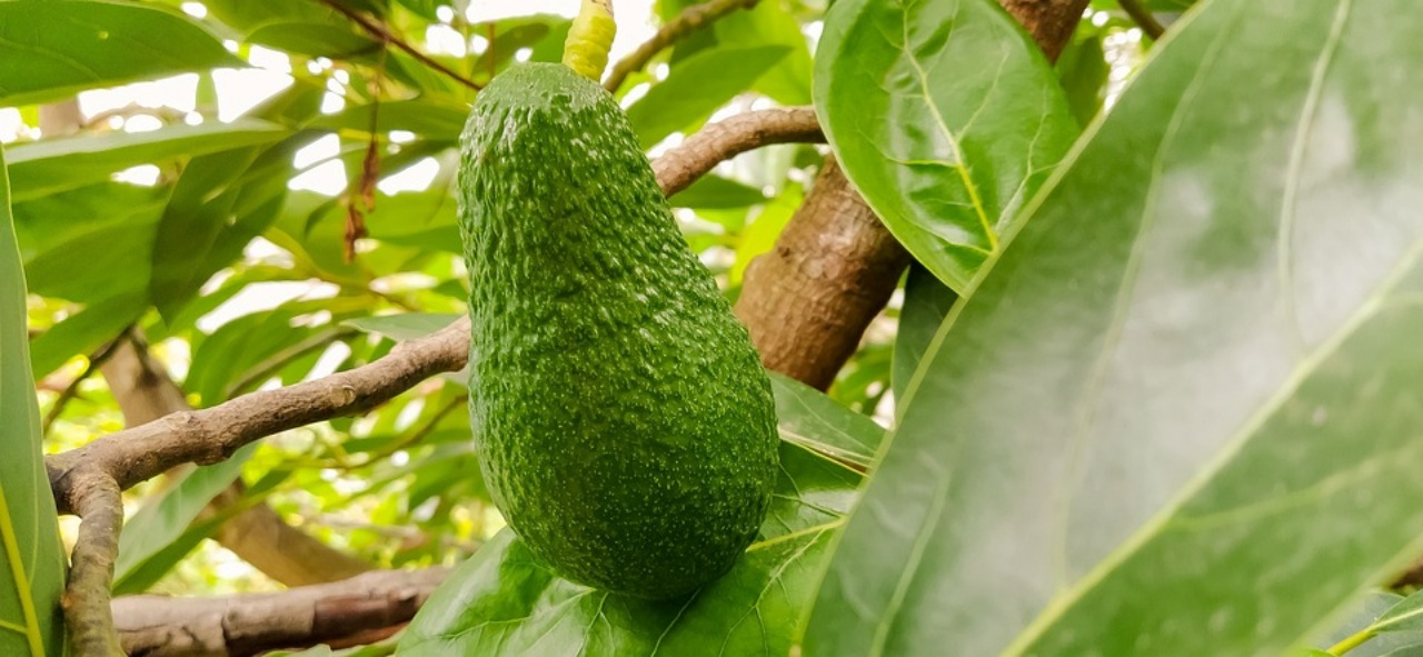 Albero di avocado: come provare a coltivarlo