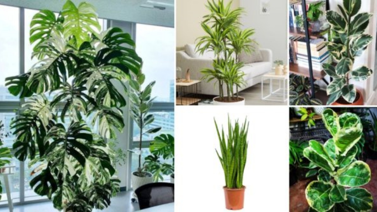 Le più decorative piante alte d'appartamento