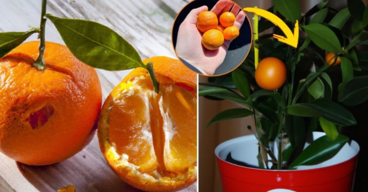 Pianta un mandarino in un vaso e avrai sempre frutta fresca