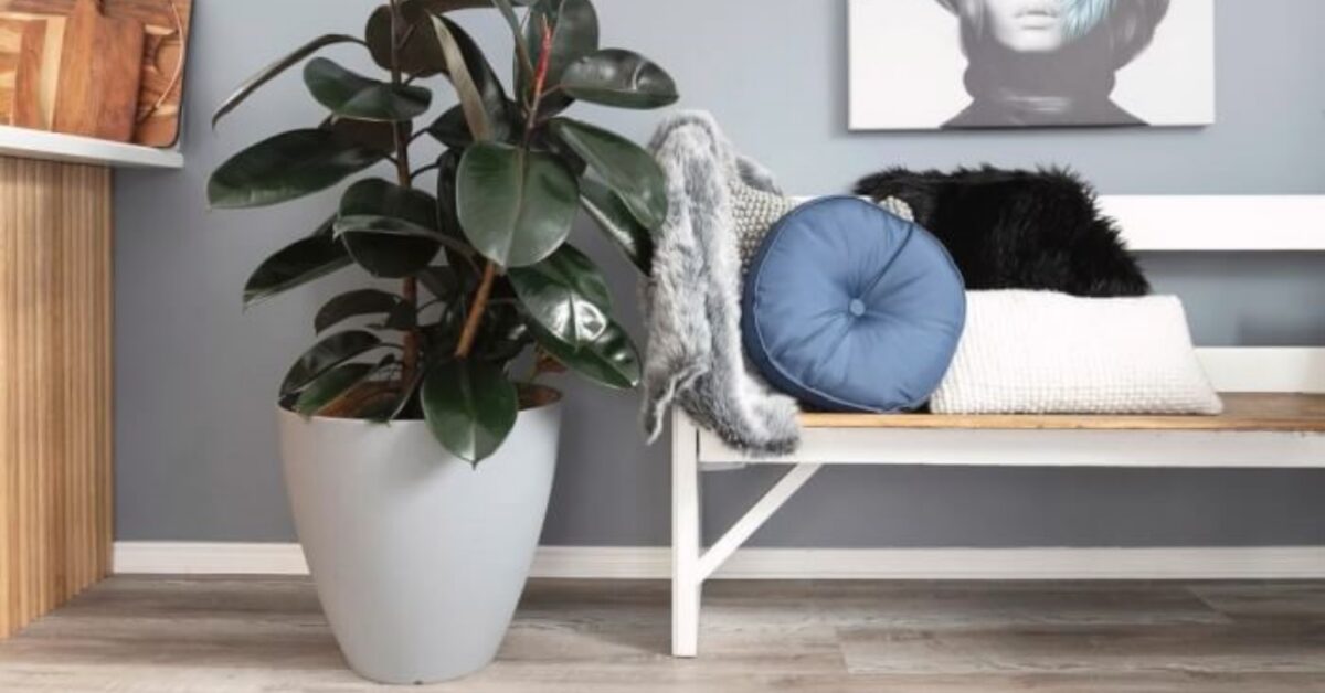 Pianta della gomma: i BENEFICI di questa speciale pianta