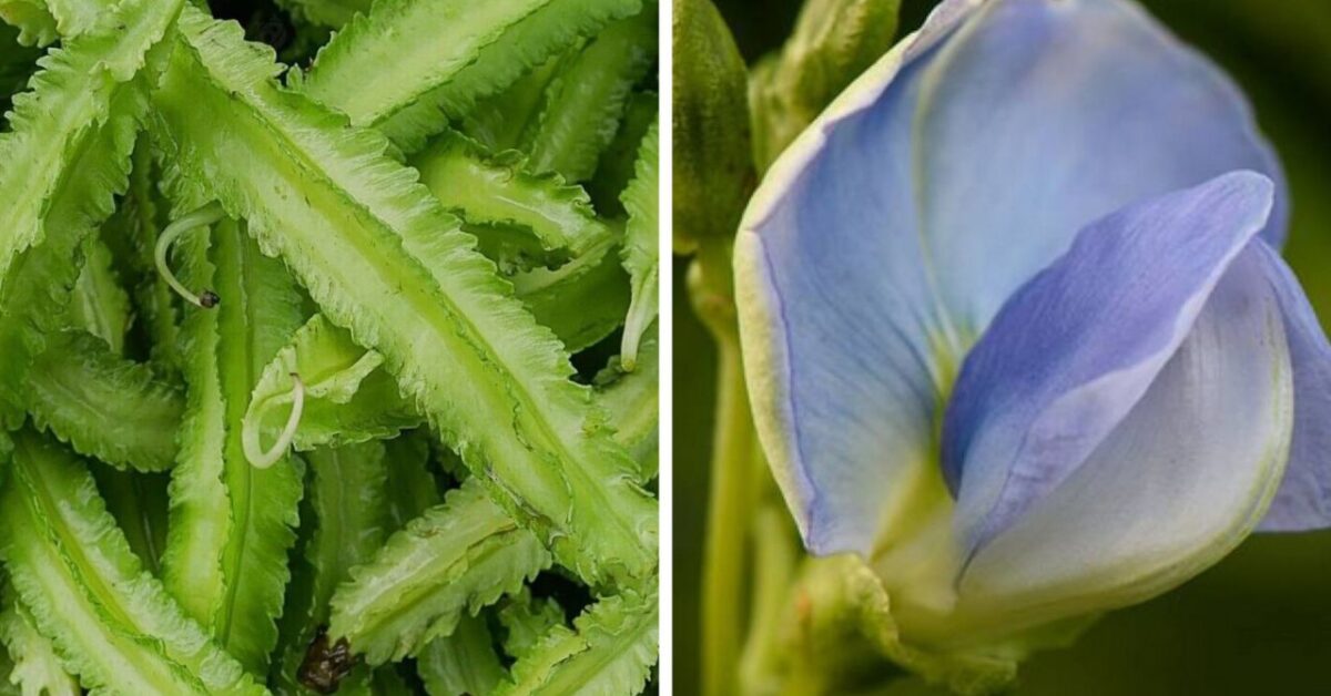 Un insolito ortaggio che viene dalla nuova Guinea: il fagiolo di Goa