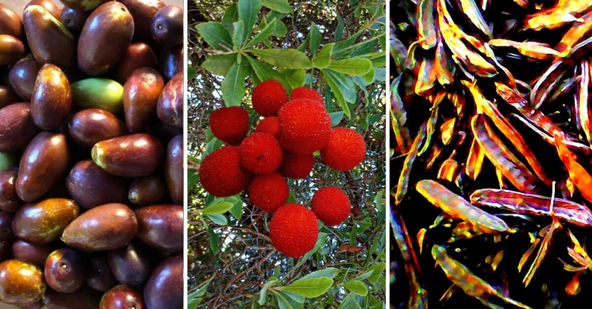Frutti "dimenticati" che dovresti assolutamente provare a coltivare nel ...