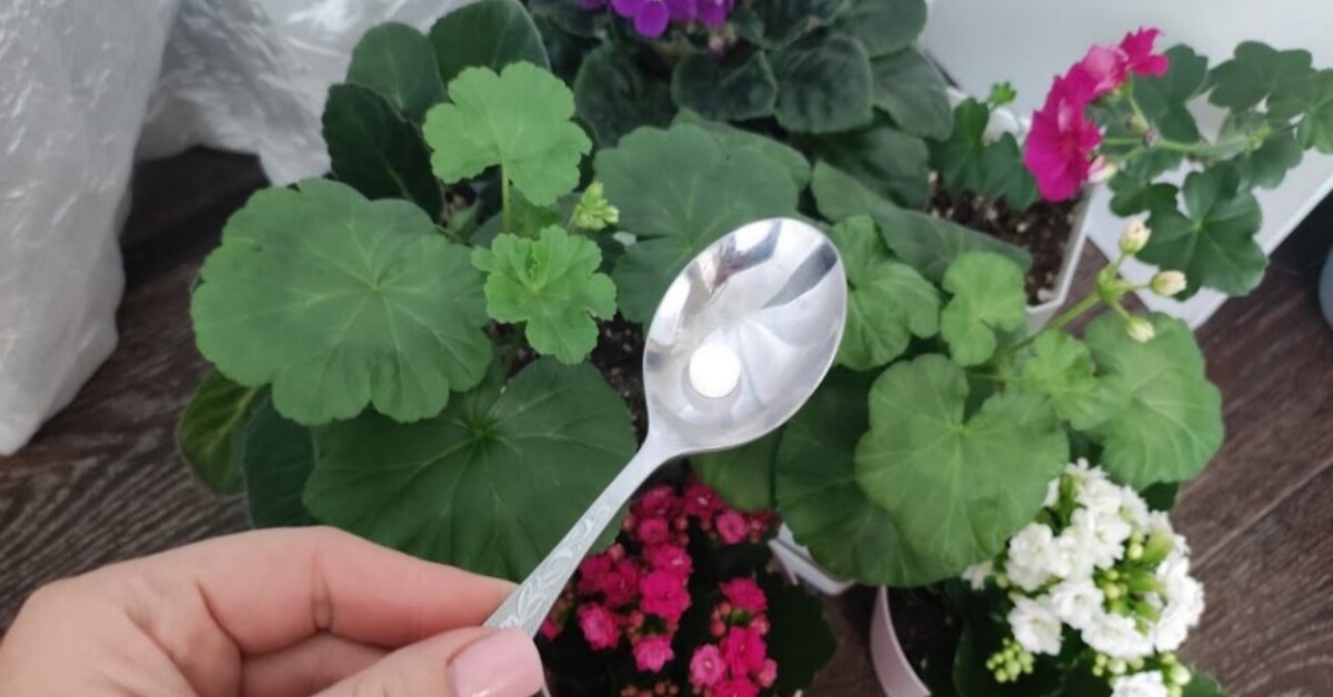 Basta mettere una goccia di questo prodotto su tutte le piante della ...