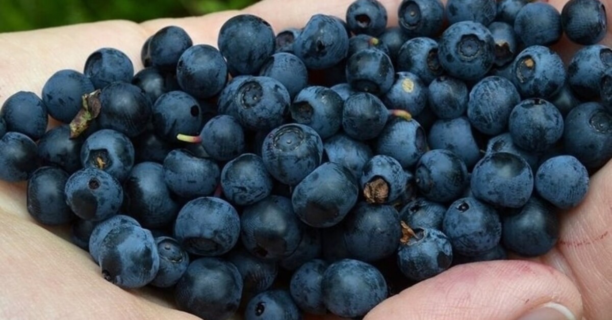 I mirtilli allungano la vita fino a 22 anni: ecco le proprietà di ...