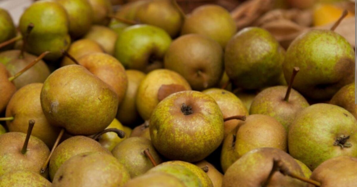 Il pero volpino, un albero dalle origini antiche