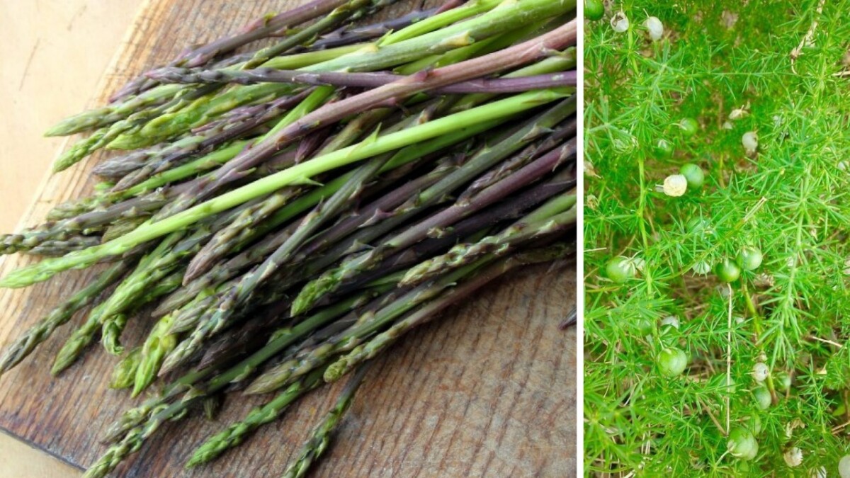 Asparago selvatico: quando raccoglierlo, come riconoscerlo e il trucco ...