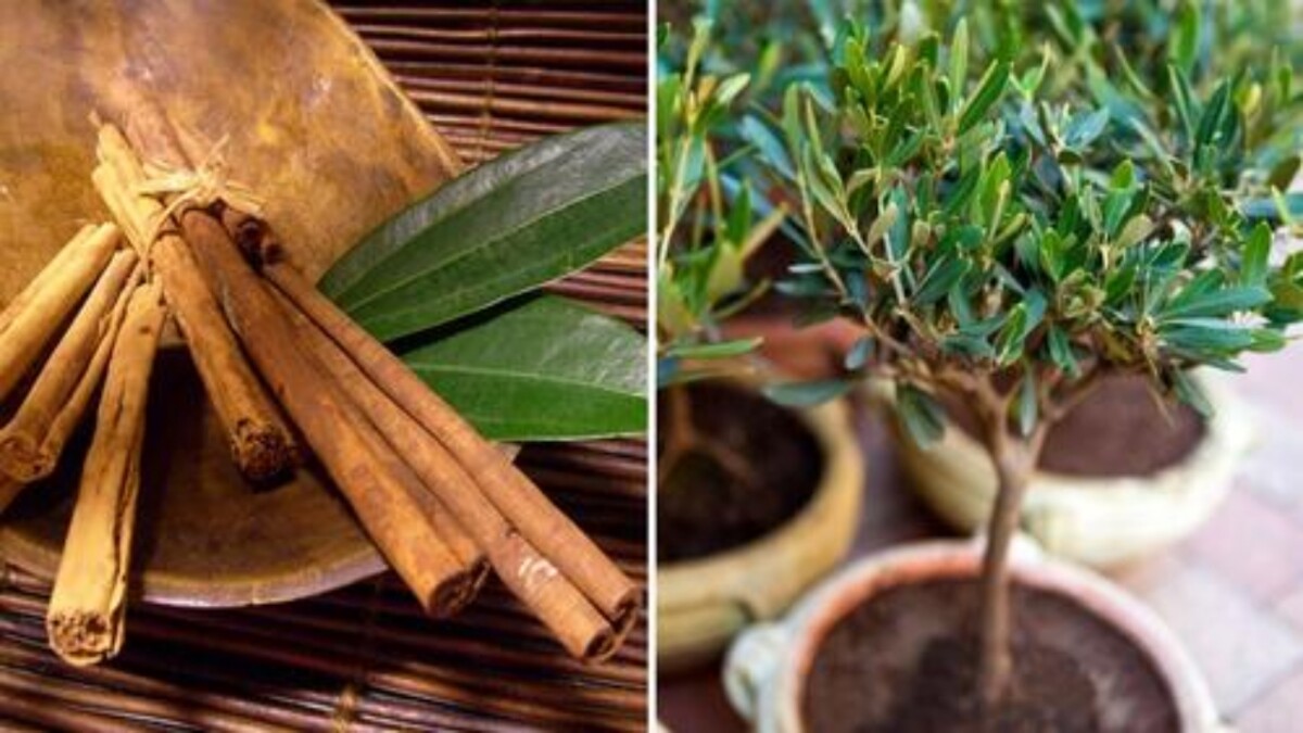 Come piantare la menta in una tazza per decorare e profumare tutta la casa