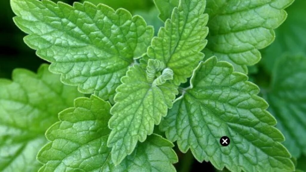 10 erbe spontanee commestibili che puoi raccogliere ed usare in cucina