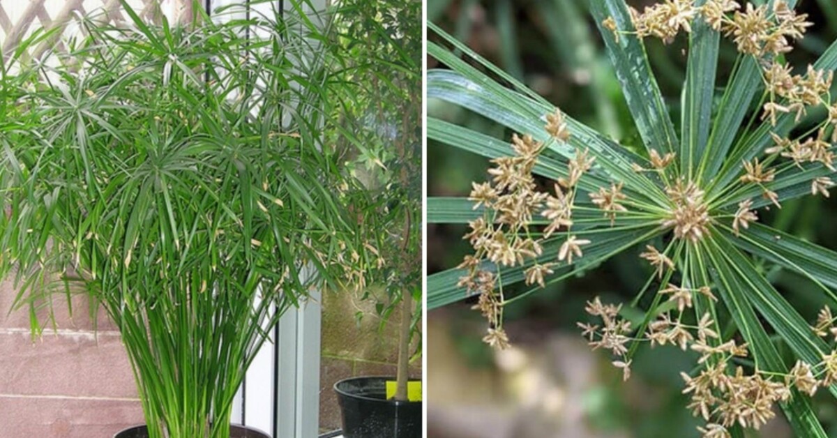 Il falso papiro, la pianta perenne che abbellirà la tua casa