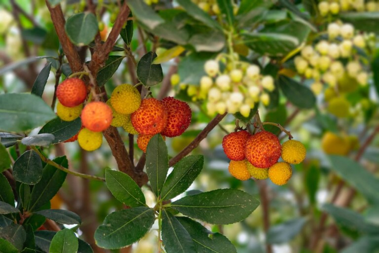 Se vuoi sapere come coltivare un albero di litchi abbiamo la risposta ...