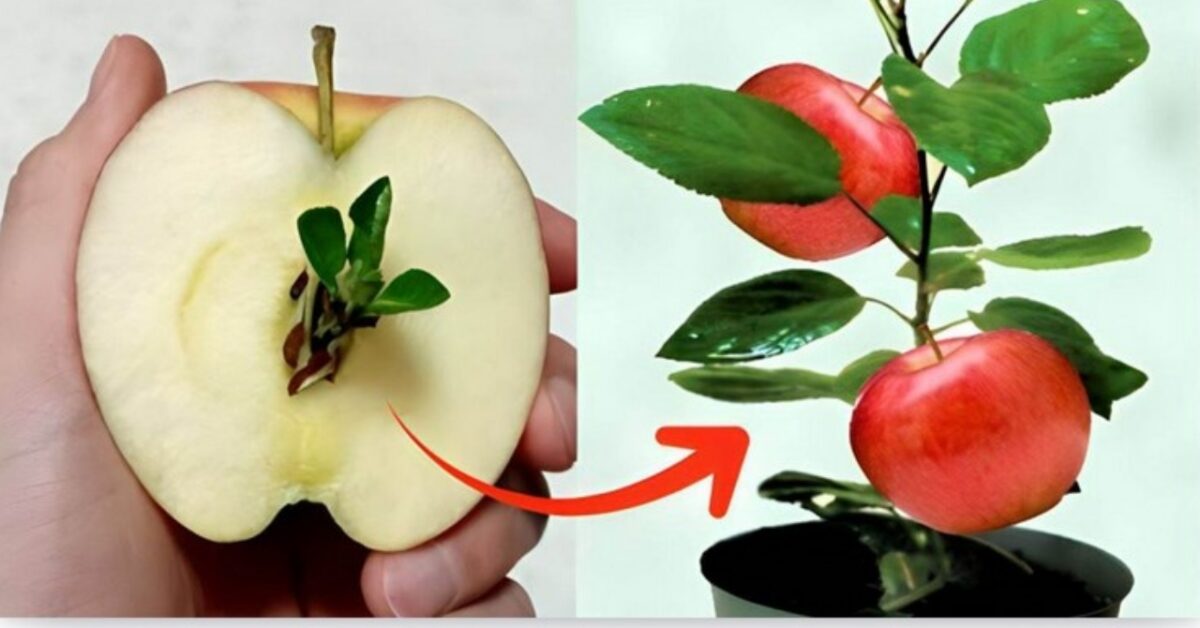 Mela, come coltivare una piantina usando gli scarti alimentari: ti ...