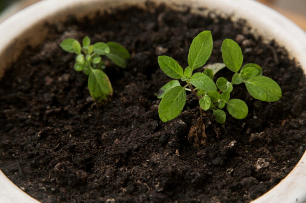 Come piantare la menta in una tazza per decorare e profumare tutta la casa