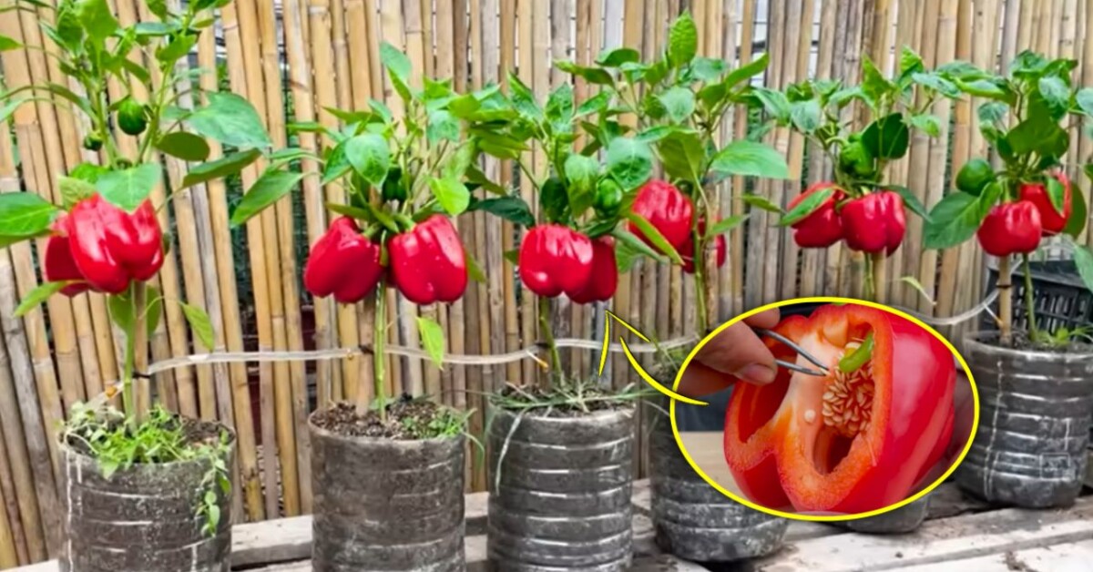 Nuovo metodo di giardinaggio che usa l'aloe vera: coltivare peperoni in ...