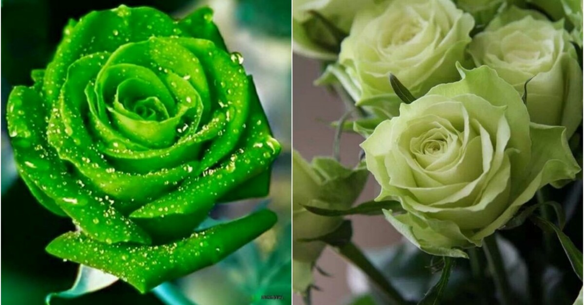Queste sono le 10 rose verdi più belle