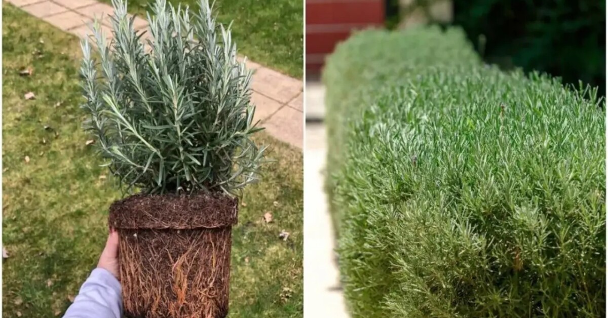 Come coltivare una siepe di rosmarino (e 10 motivi per cui dovresti farlo)