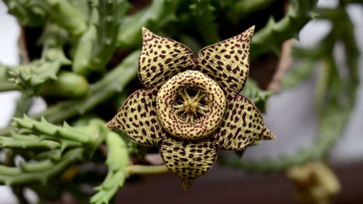 Orbea o (Stapelia) variegata: scopriamo insieme questa unica e ...