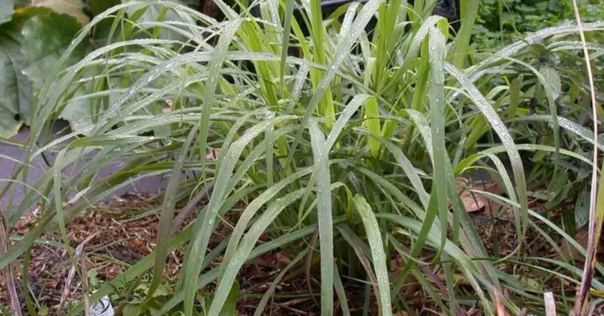 Come coltivare la citronella a casa: consigli utili da provare subito