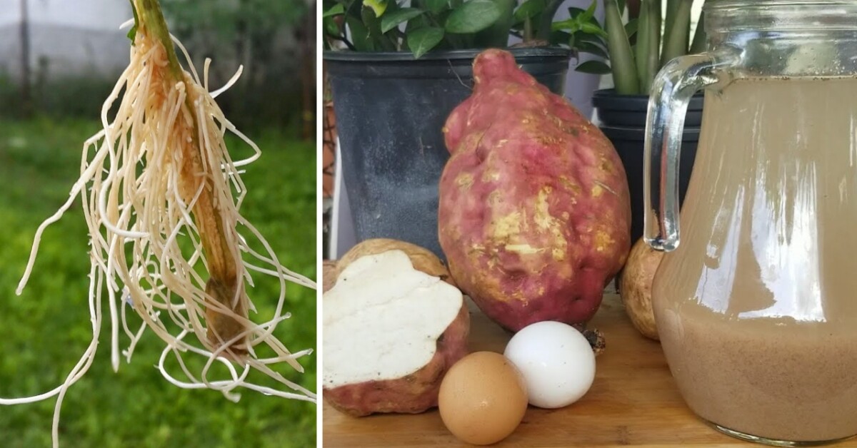 Come far radicare le piante in maniera naturale con l'aiuto di un ...