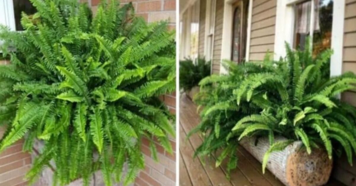 Come far diventare una felce da interno più verde e folta