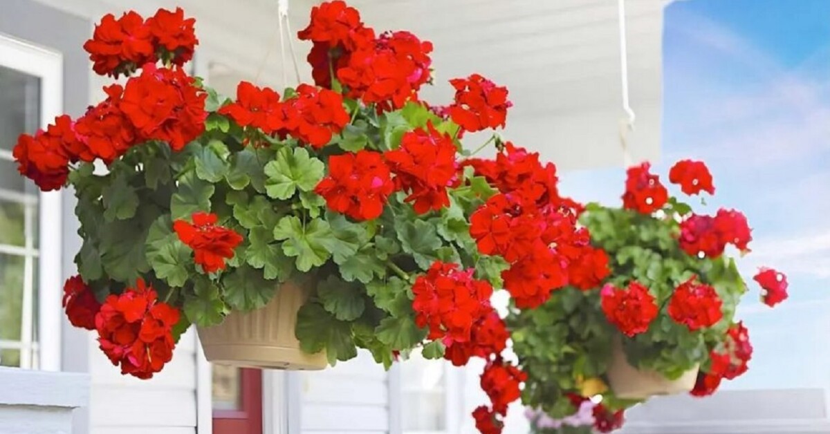 Il segreto per avere dei bellissimi gerani: questi piccoli dettagli ...