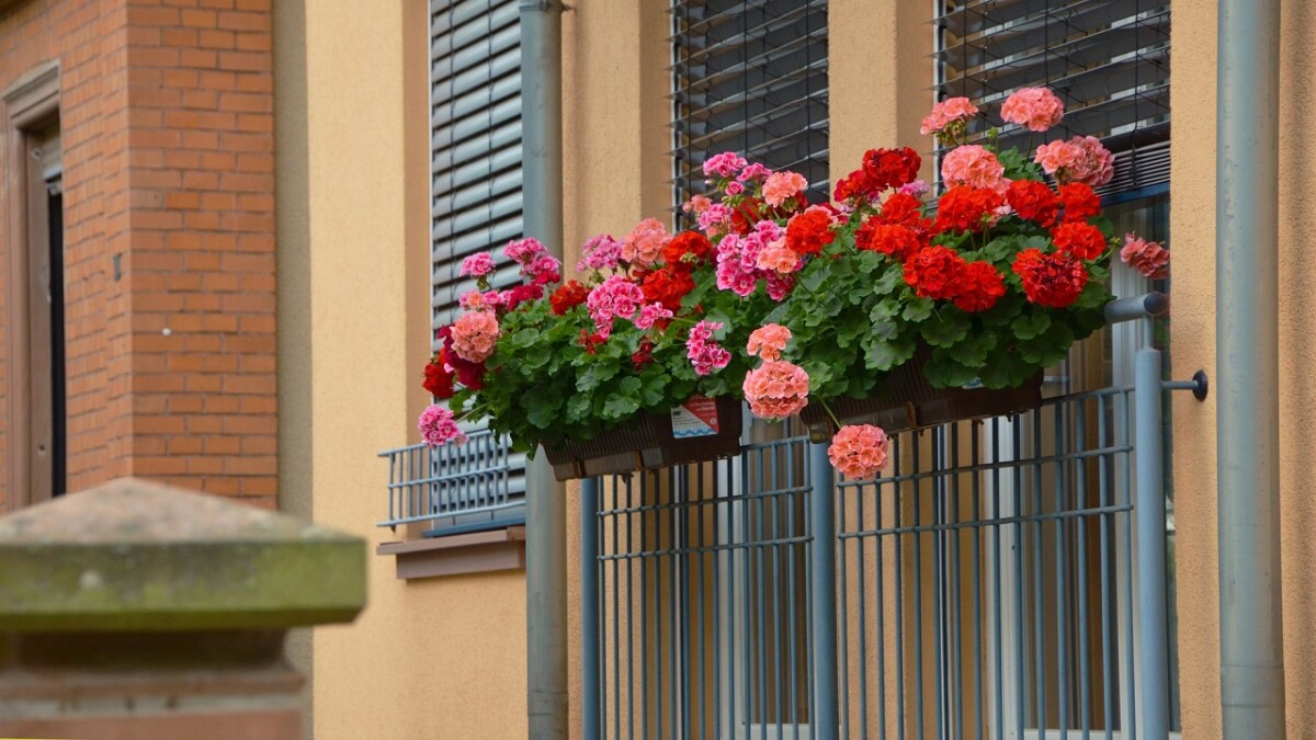 Il segreto per avere dei bellissimi gerani: questi piccoli dettagli ...
