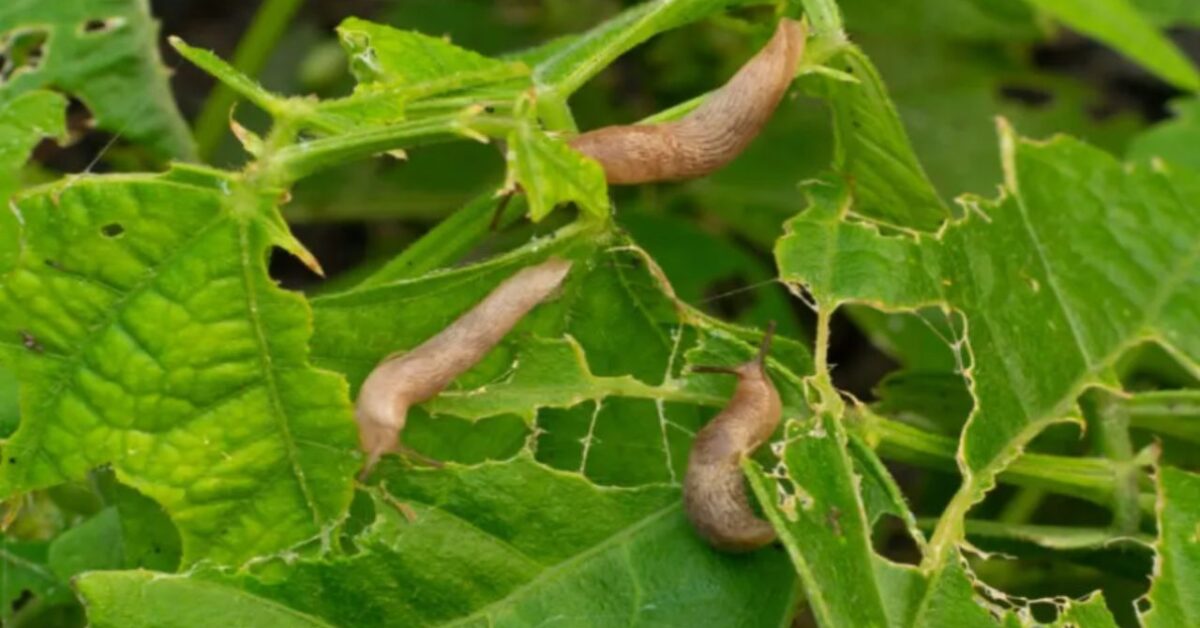 Come sbarazzarsi delle lumache - 6 semplici metodi che le ...