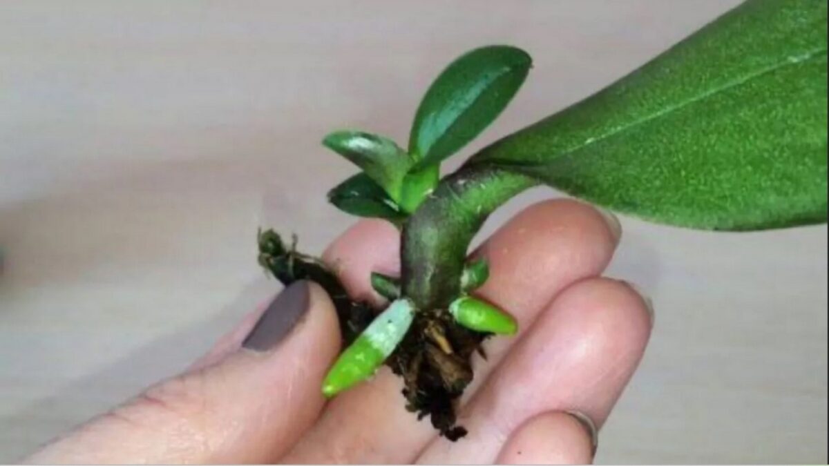 Come propagare un'orchidea da una foglia