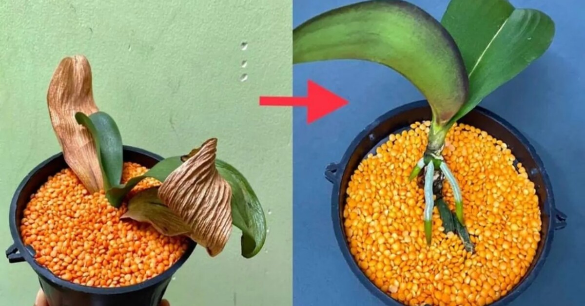 Incredibile trucco per salvare una pianta che si sta seccando