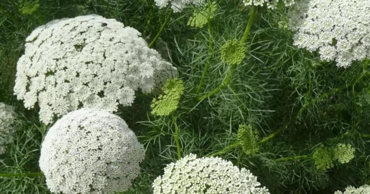 Una valida alleata contro cellulite e adipe localizzato: cos'è l'Ammi ...