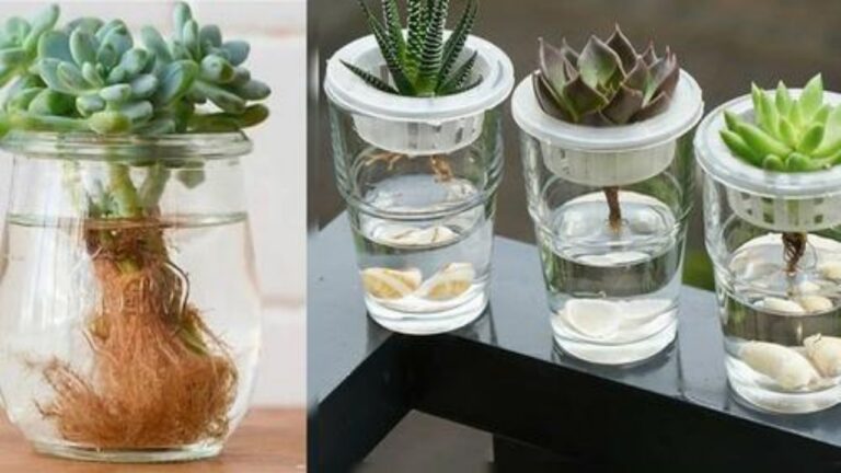 Come moltiplicare le piante grasse con l'aiuto dell'acqua: un metodo ...
