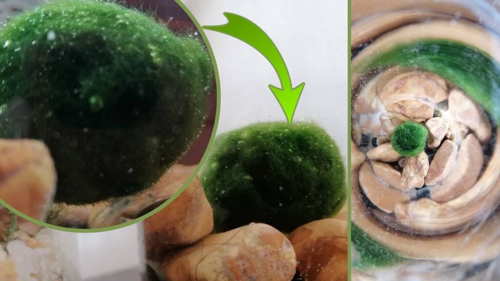 Come prenderti cura del marimo: consigli e trucchi che pochi conoscono