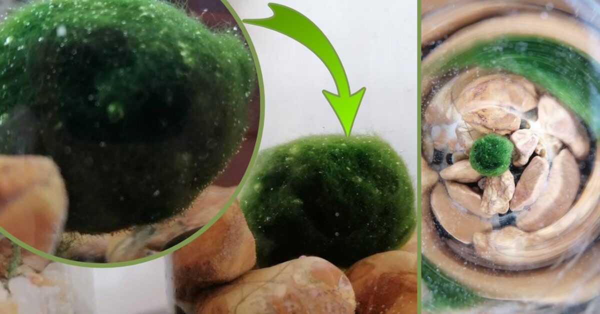 Come prenderti cura del marimo: consigli e trucchi che pochi conoscono