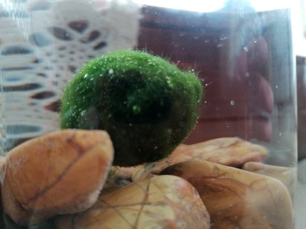 Come prenderti cura del marimo: consigli e trucchi che pochi conoscono