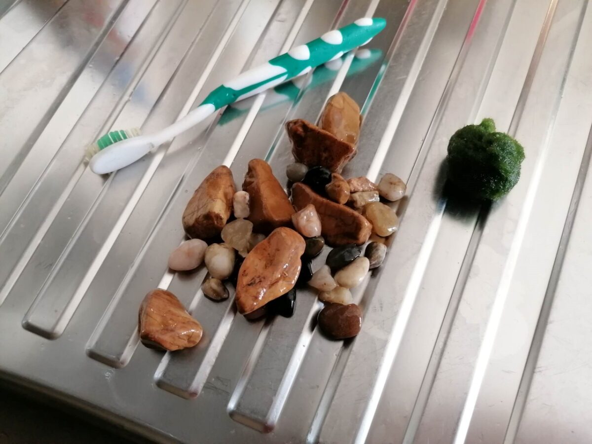 Come prenderti cura del marimo: consigli e trucchi che pochi conoscono