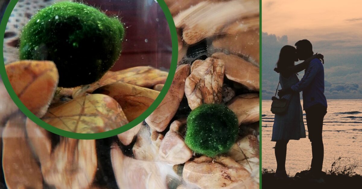 La leggenda del Marimo: scopriamo insieme il commovente significato di quest'affascinante ...