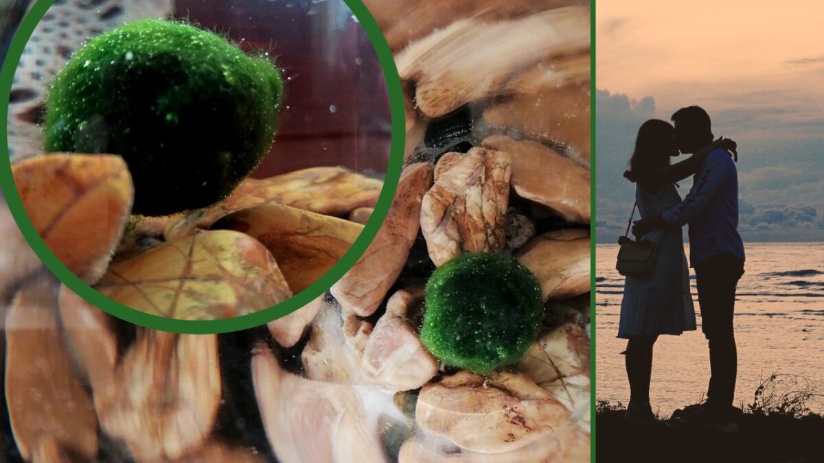 La leggenda del Marimo: scopriamo insieme il commovente significato di ...