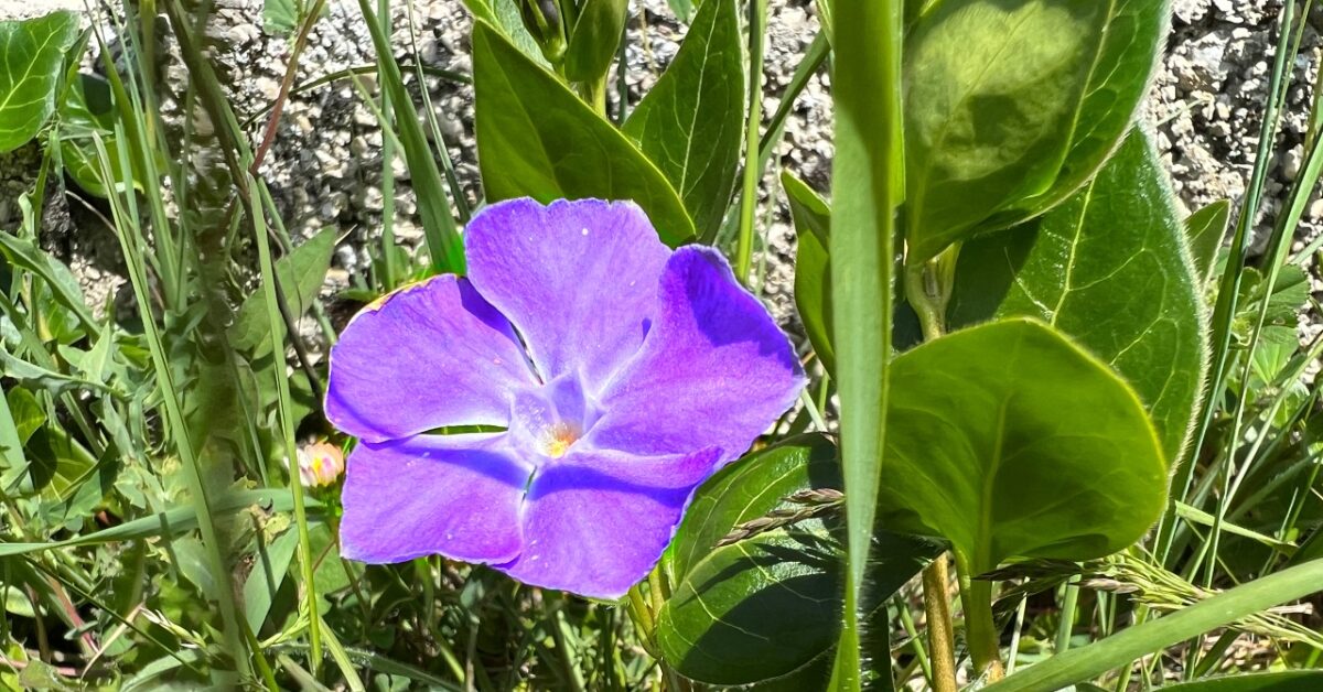 Pervinca maggiore: come coltivare questo delicato e affascinante fiore ...