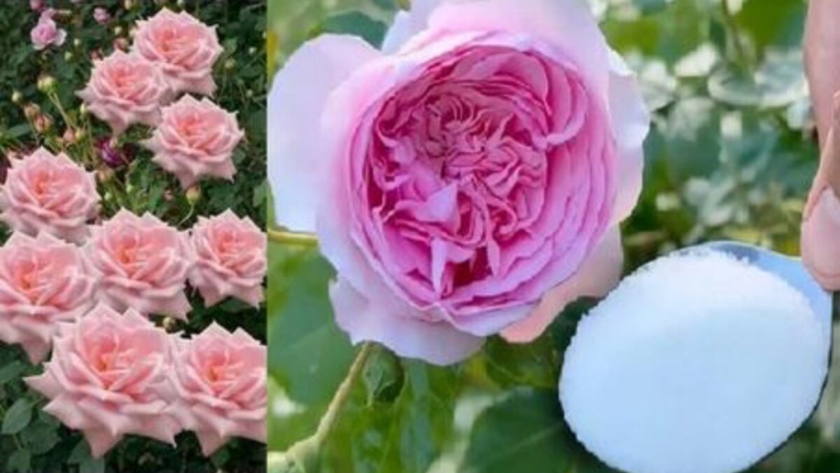 Basterà solo 1 cucchiaio per far fiorire costantemente le rose, i ...