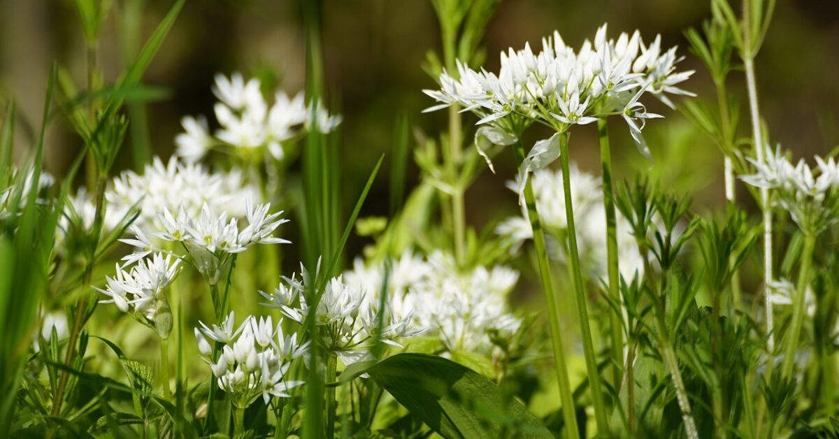 Aglio orsino: tutto quello che c'è da sapere su questa pianta aromatica