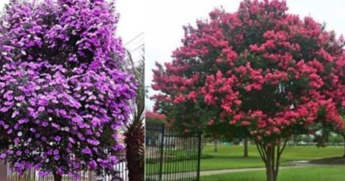 10 bellissimi alberi da piantare nel tuo vialetto per avere tantissimi ...