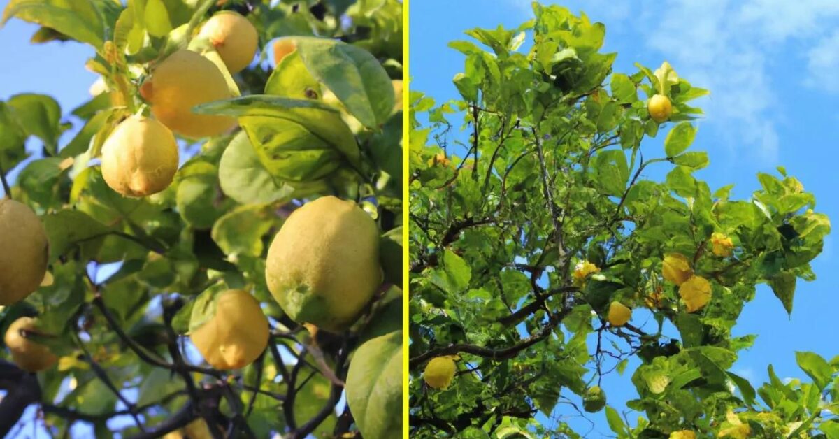 Albero di limoni: attenzione, ecco cosa non dovete mai fare
