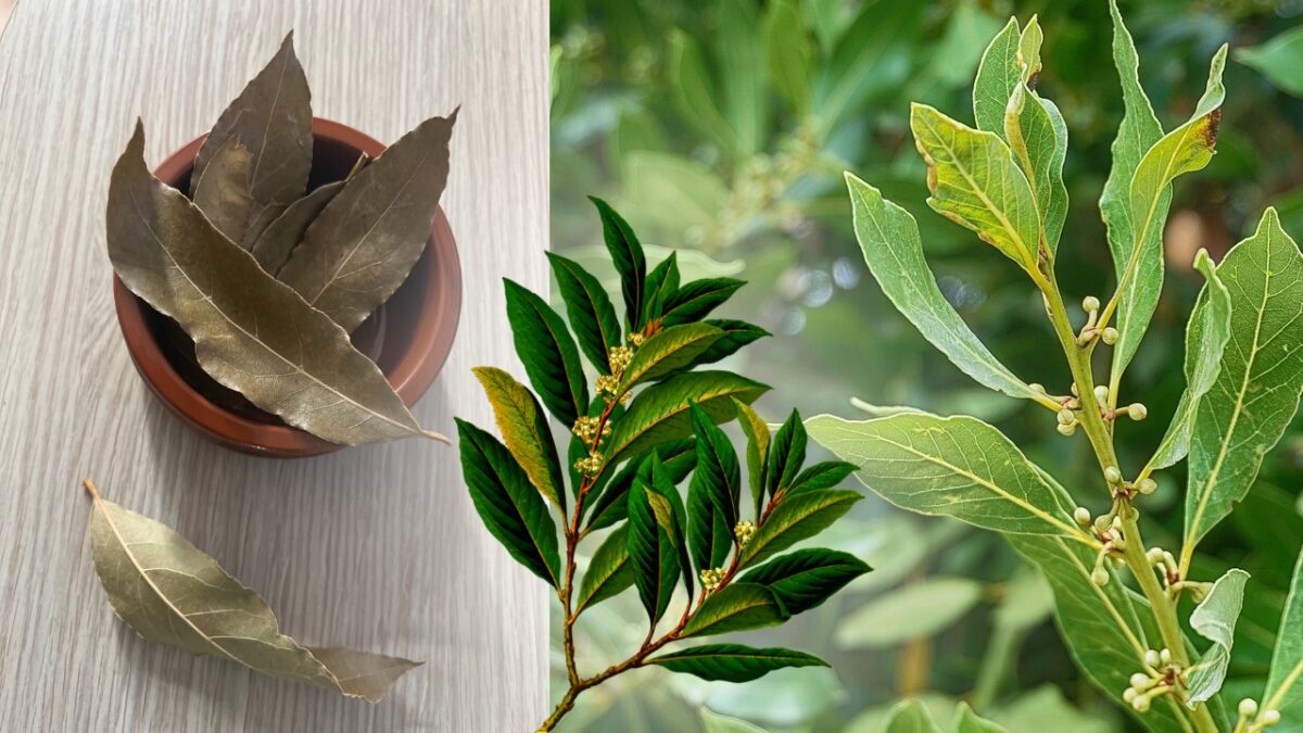 Conoscete la leggenda dell'Alloro: ecco la storia e il simbolismo della pianta di Apollo