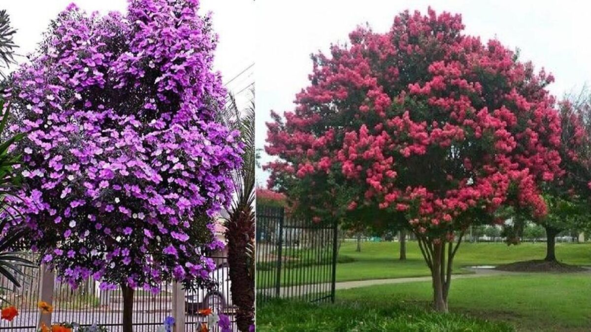 10 bellissimi alberi da piantare nel tuo vialetto per avere tantissimi ...