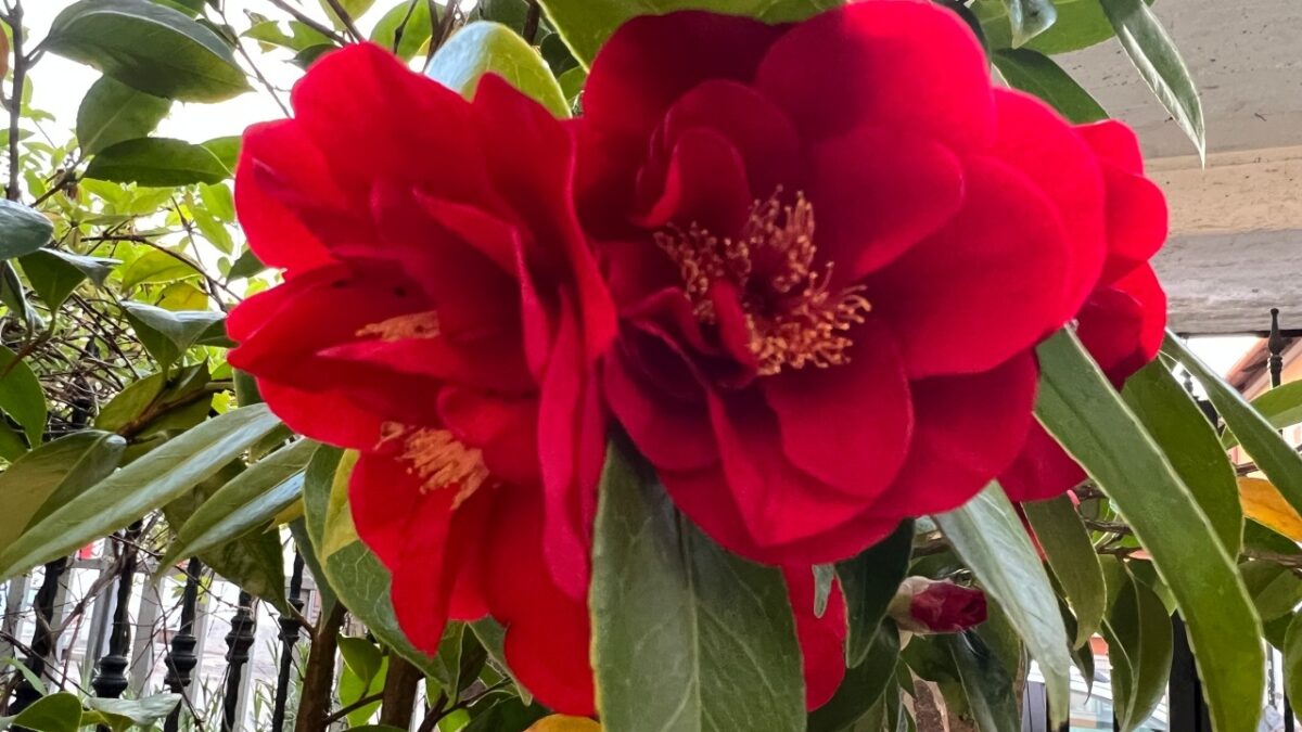 Tutto quello che devi sapere prima di coltivare una camelia: trucchi e ...