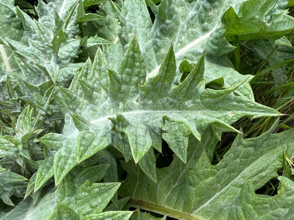 Cardo Mariano: quali sono i benefici di questa pianta miracolosa