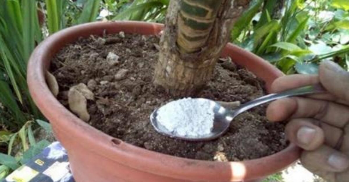 Non concimate mai queste piante con la cenere
