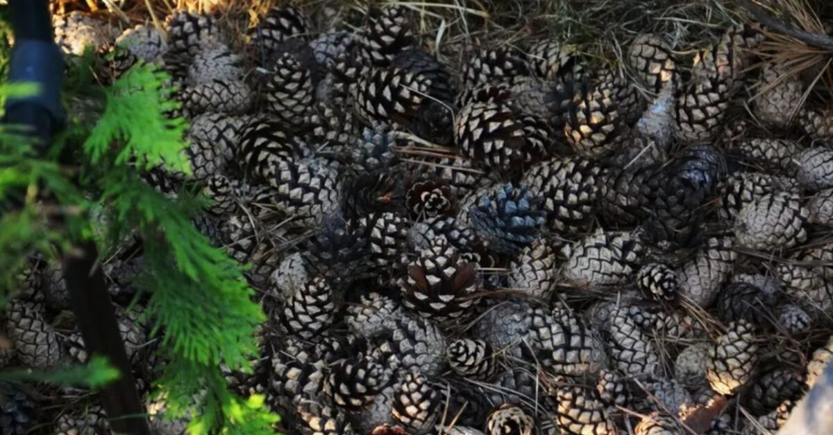 5 modi sorprendenti per utilizzare le pigne in giardino