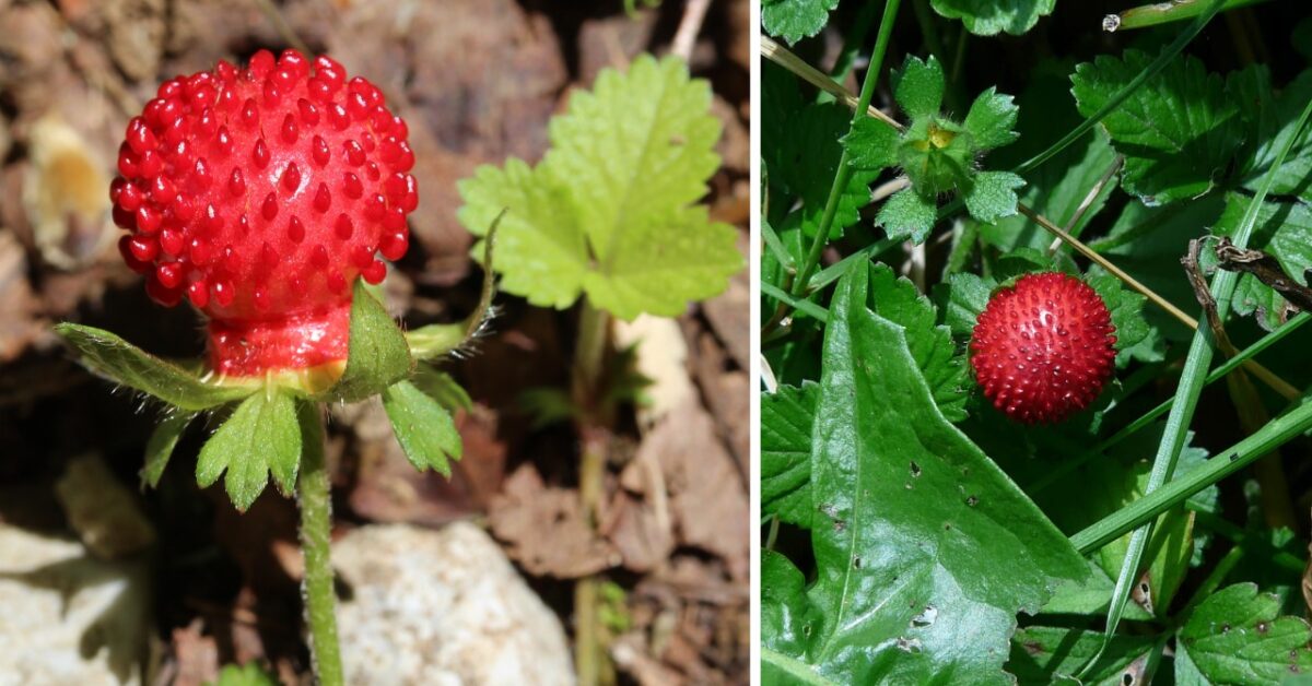 La falsa fragola o fragola matta: cos'è e perché non dovreste ...