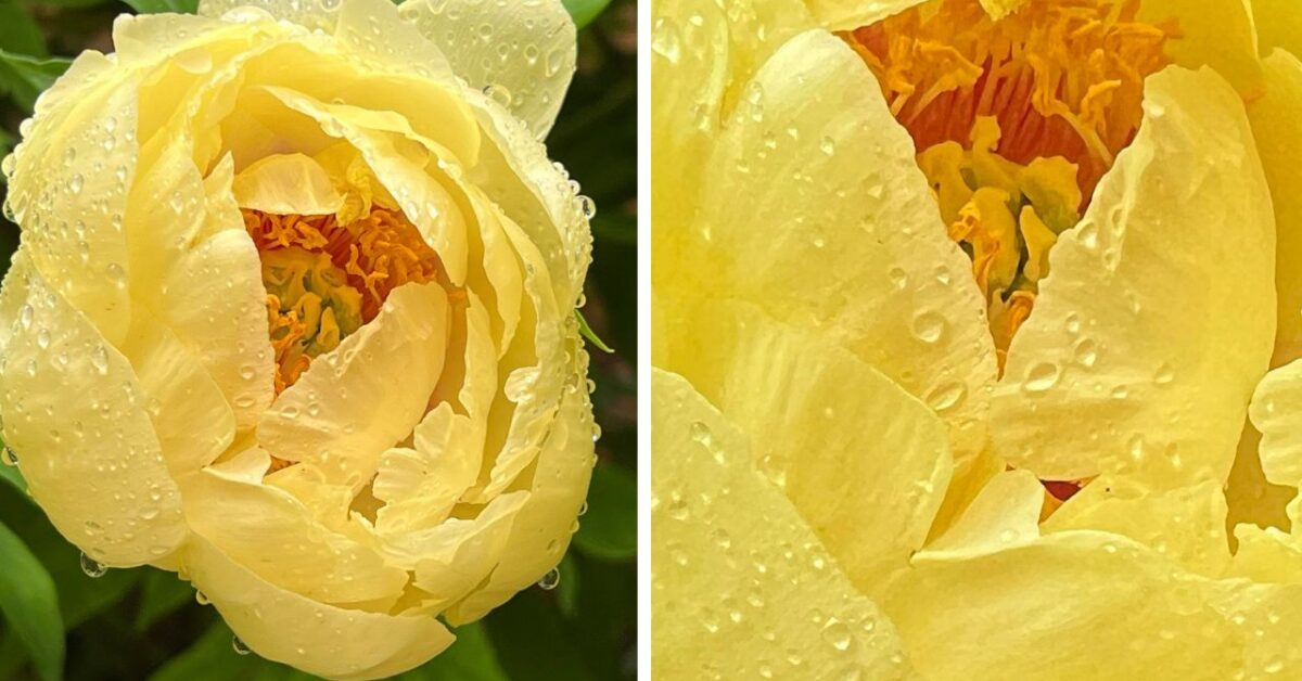 Qual è il significato della peonia - ecco la risposta incredibile