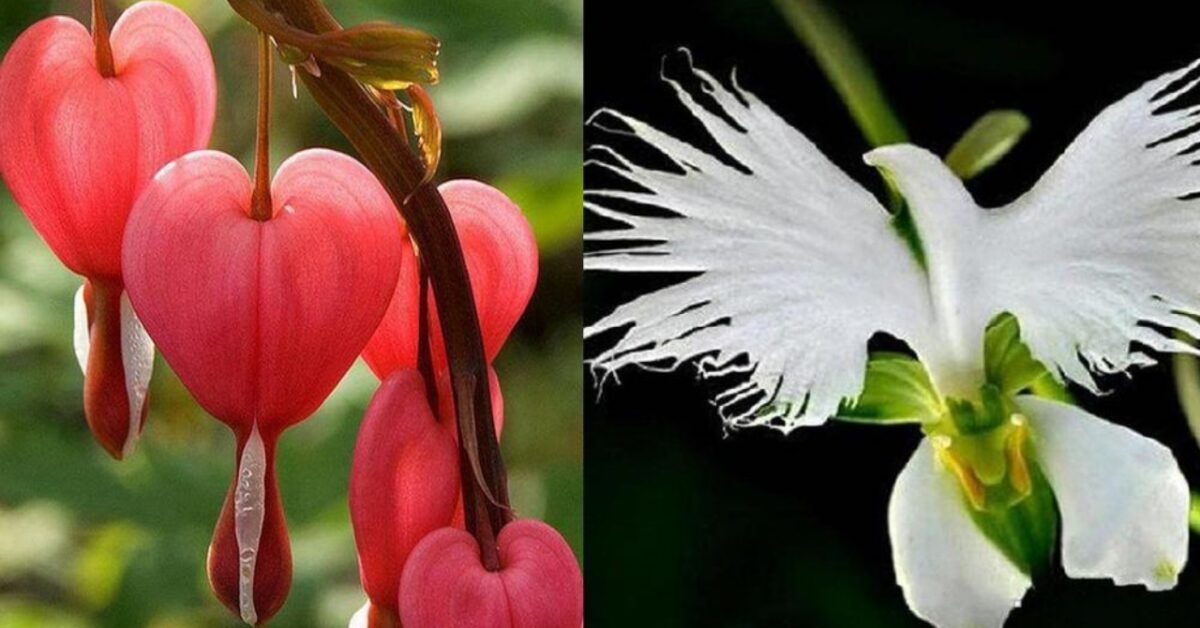 I 6 fiori più strani e belli del mondo